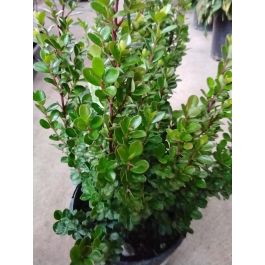 African Box Hedge 14cm pot