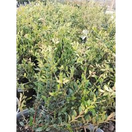 ACMENA Goodbye Neighbours 5L pot 45cm tall. Online order only