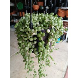 Senecio String of Pearl Variegated 14cm HB