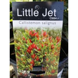 Callistemon 'Little Jet' 18cm