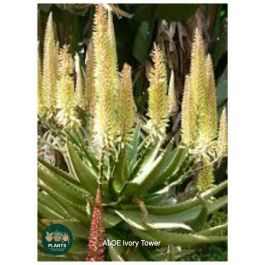 ALOE Ivory Tower 23cm pot