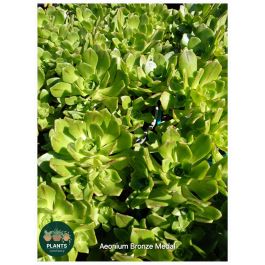 Aeonium Bronze Medal POT SIZE 13 cm