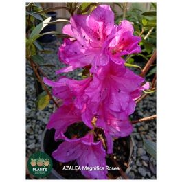 AZALEA Magnifica Rosea ( POT SIZE: 5L )