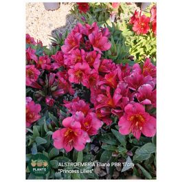 ALSTROEMERIA Eliane Princess Lilies PBR ( POT SIZE: 17 cm)