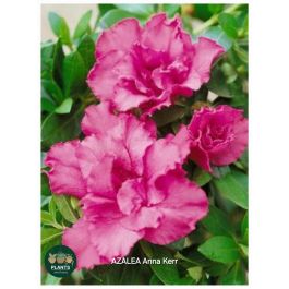 AZALEA Anna Kerr (POT SIZE: 14cm)