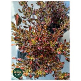 COPROSMA Pacific Sunset PBR 17cm