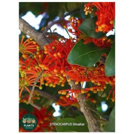 STENOCARPUS sinuatus 'Wheel Of Fire Tree' 5L
