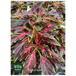 COLEUS Spitfire 20cm