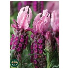 LAVANDULA Vanillaberry Ruffles 17cm