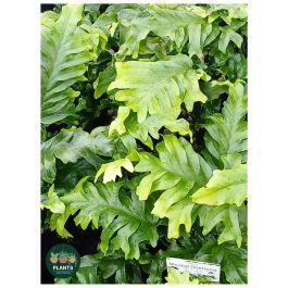 PHLEBOSA "Nicolas Diamond " Fern 17cm