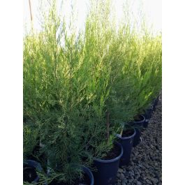 Callitris Rottnest Island Pine 5L Pot