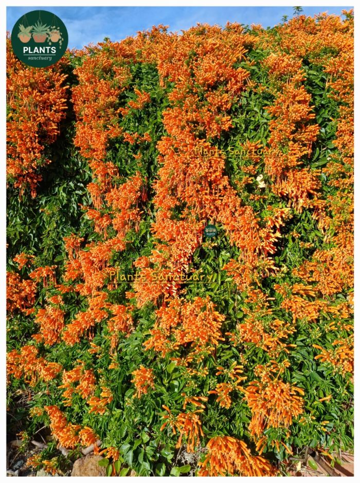 PIROSTEGIA IGNEA Orange Trumpet Vine 5L pot