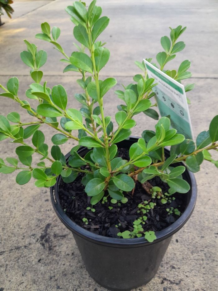 Buxus microphylla japonica